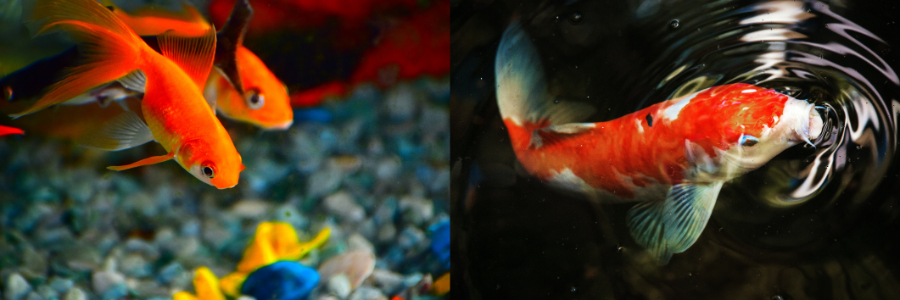 Koi krap - Cyprinus rubrofuscus - MrPet.si